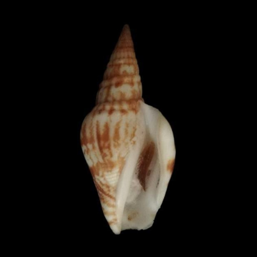 Campbelli Strombus – Aquamarine Aquaristic