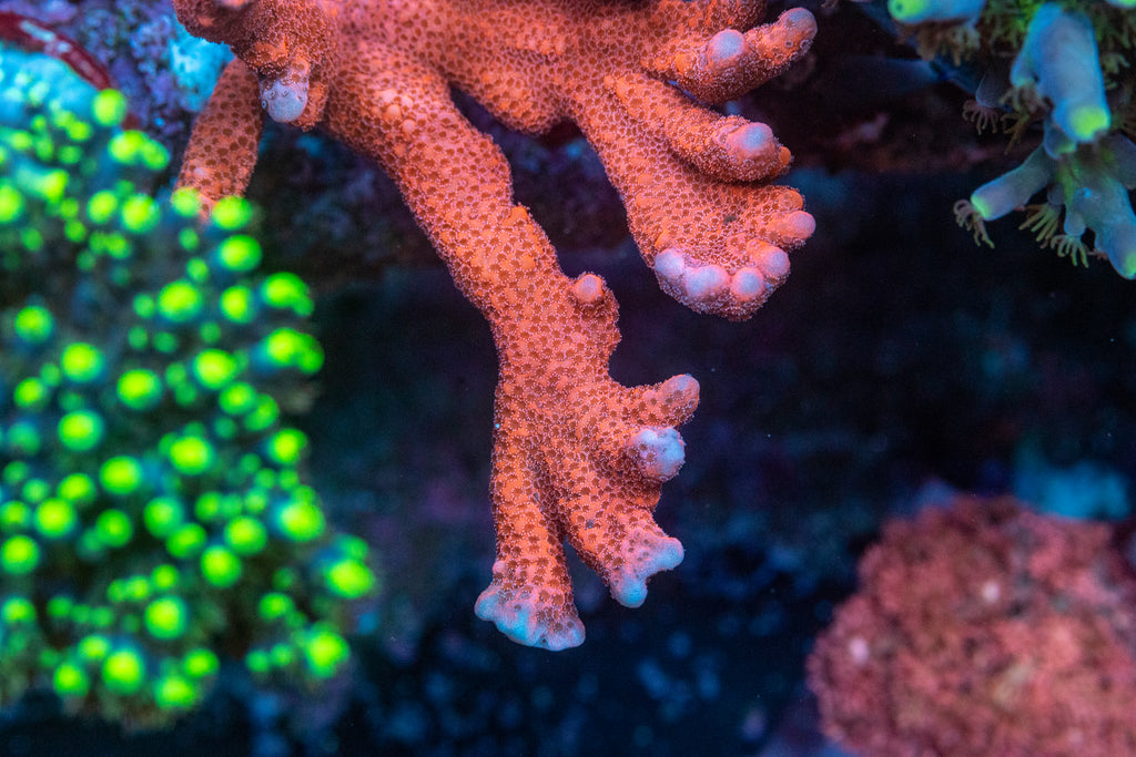 AMA "Pink Digitata" Cut To Order Frag – Aquamarine Aquaristic