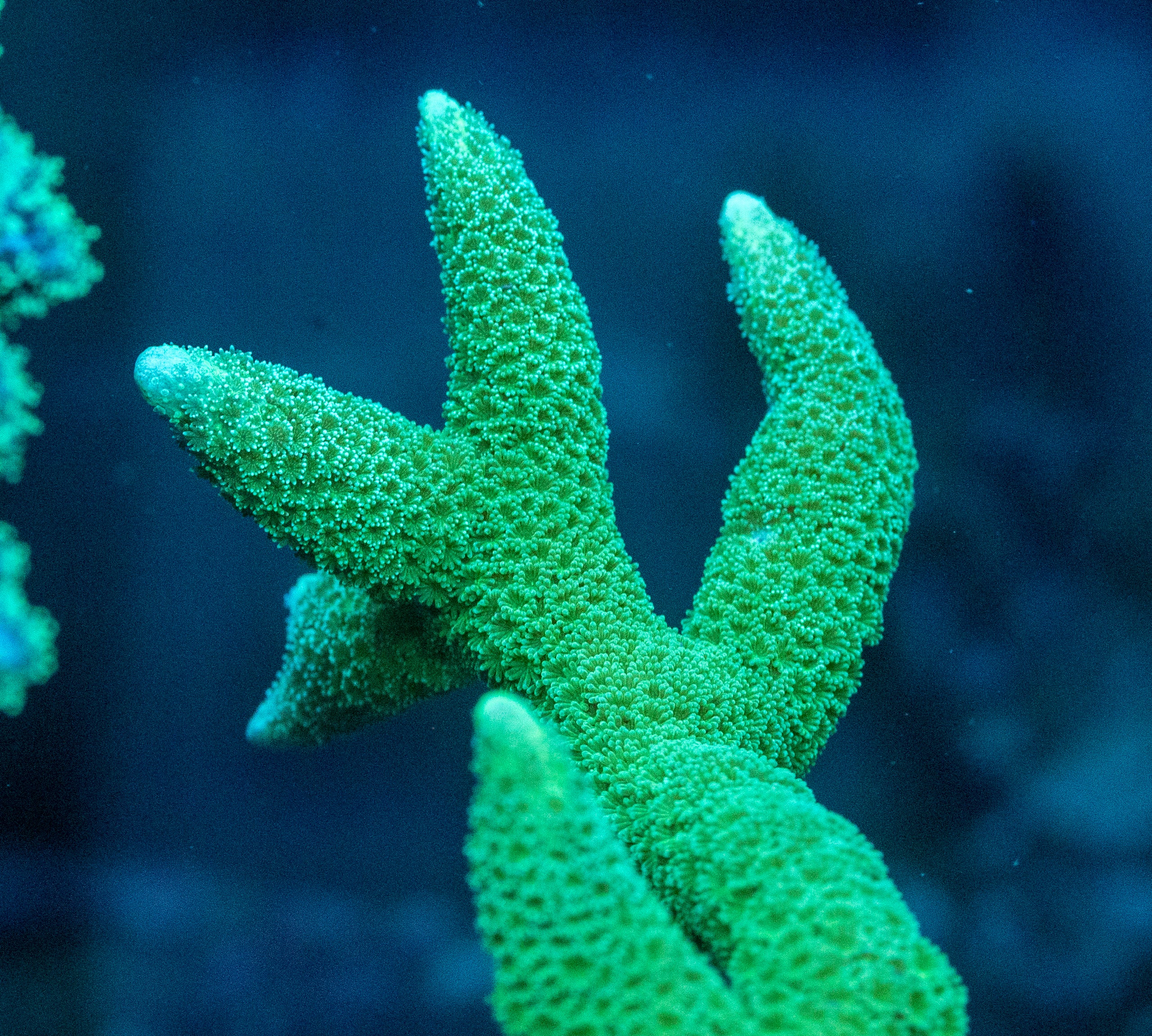 AMA "Green Digitata" Cut To Order Frag – Aquamarine Aquaristic