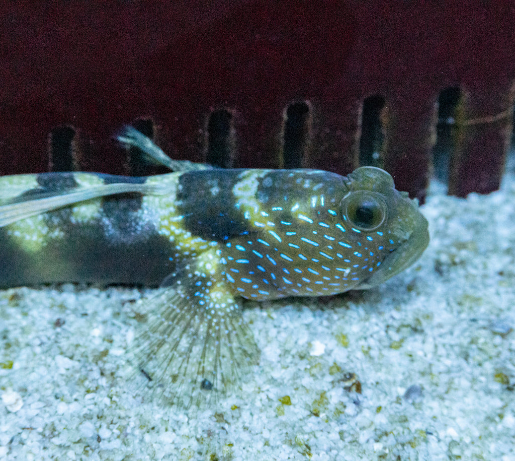 Y-bar Shrimp goby Pair (Cryptocentrus fasciatus) – Aquamarine Aquaristic