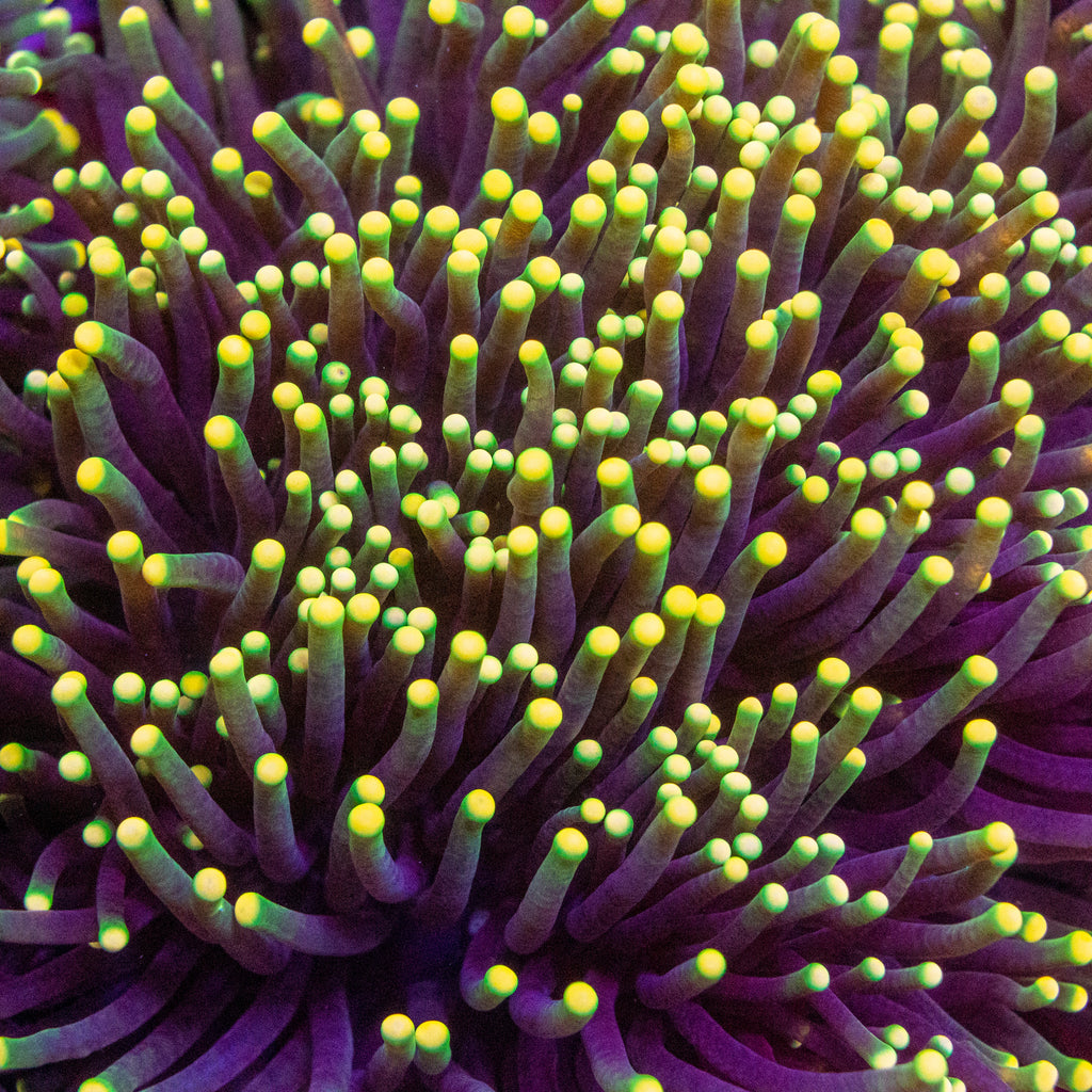 Rasta Torch (Per Head) – Aquamarine Aquaristic