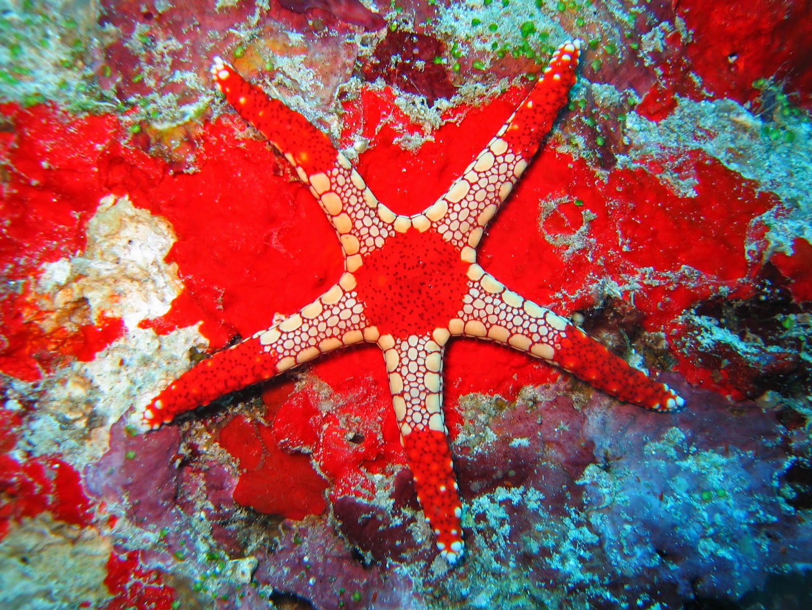 Red Fromia Starfish – Aquamarine Aquaristic