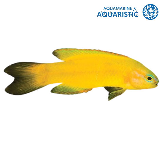 Yellow Assessor (Assessor macneilli) – Aquamarine Aquaristic