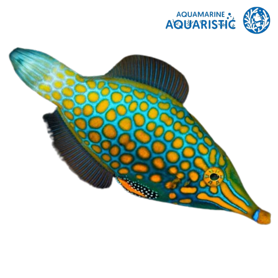 Orange spotted filefish (Oxymonacanthus longirostris) – Aquamarine ...