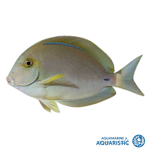 Ringtail Tang (Acanthurus grammoptilus) – Aquamarine Aquaristic