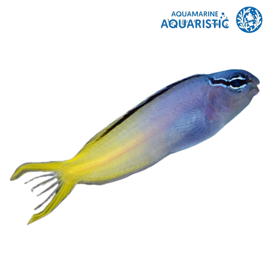 Forktail Blenny (Meiacanthus atrodorsalis) – Aquamarine Aquaristic