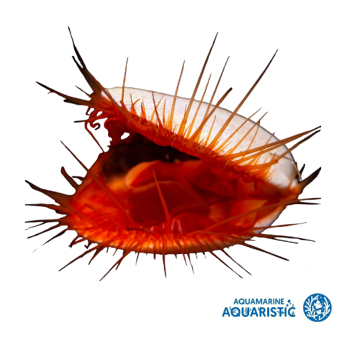 Flame Scallop (Lima species) – Aquamarine Aquaristic