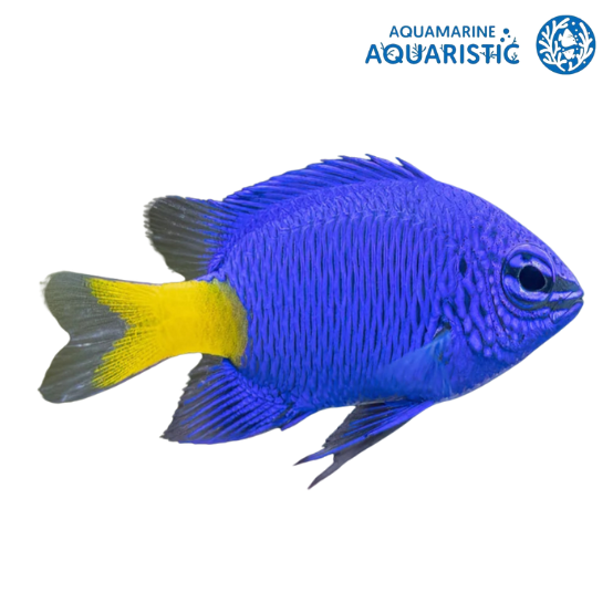 Yellow Tail Damsel (chrysiptera parasema) – Aquamarine Aquaristic