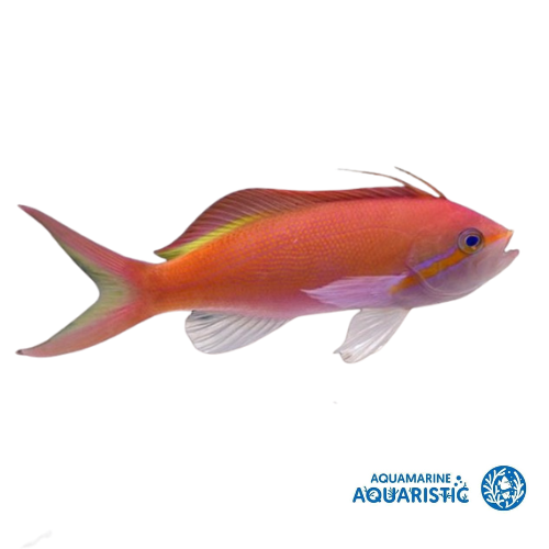 Dispar Anthias (Nemanthias dispar) – Aquamarine Aquaristic