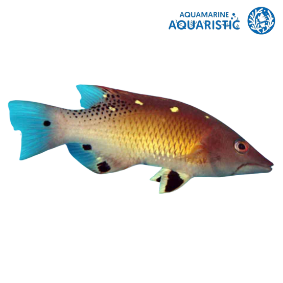 Diana Hogfish (Bodianus diana) – Aquamarine Aquaristic