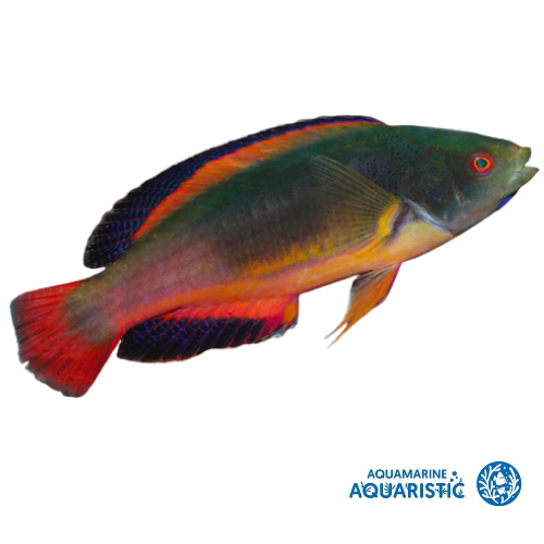 Rainbow Fairy Wrasse (Cirrhilabrus scottorum) – Aquamarine Aquaristic