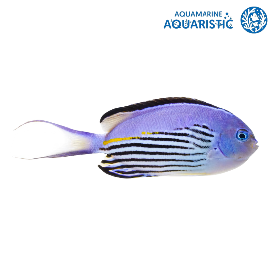Male Watanabei Angelfish (Genicanthus watanabei) – Aquamarine Aquaristic