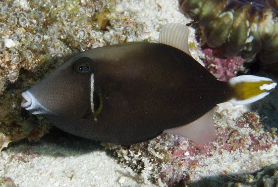 White Tip Triggerfish (Sufflamen chrysopterus) – Aquamarine Aquaristic
