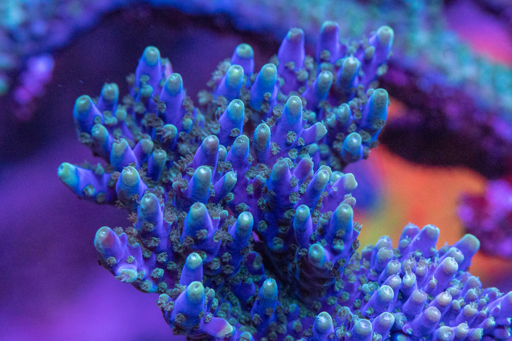 AMA 'Ghost Drop' Cut To Order Frag – Aquamarine Aquaristic